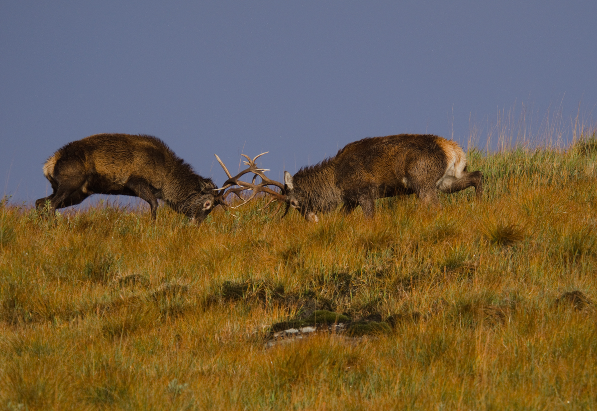 Wild Scotland - Responsible Wildlife Watching