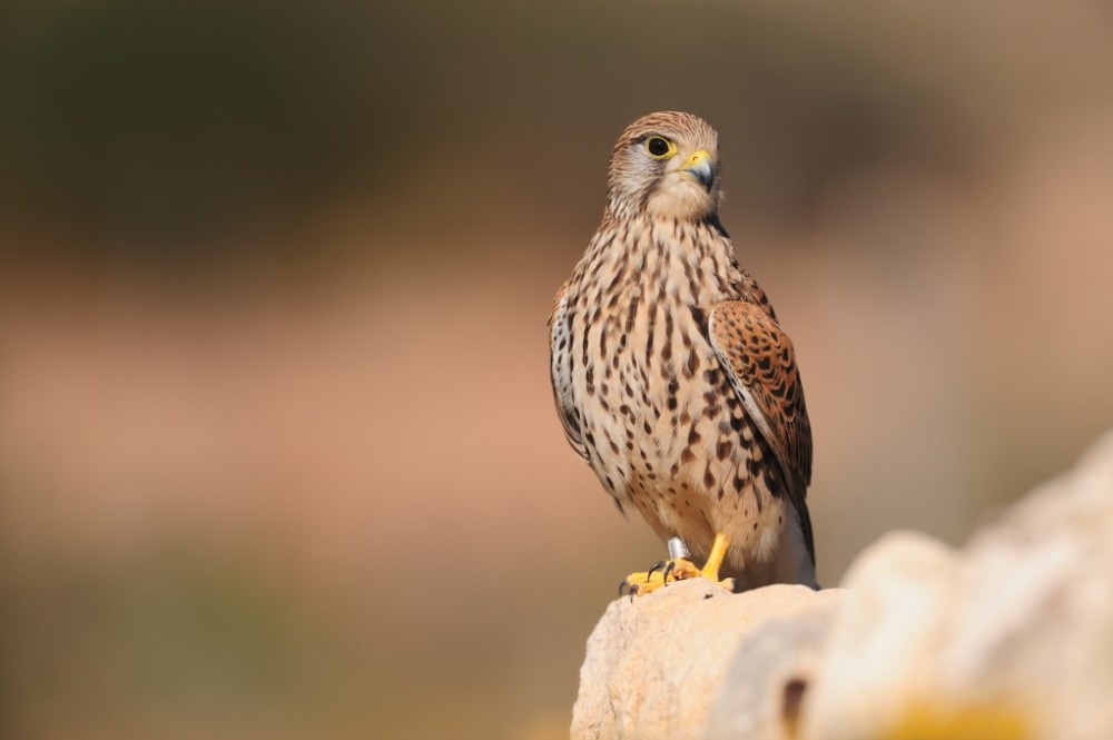Wild Scotland - Kestrel